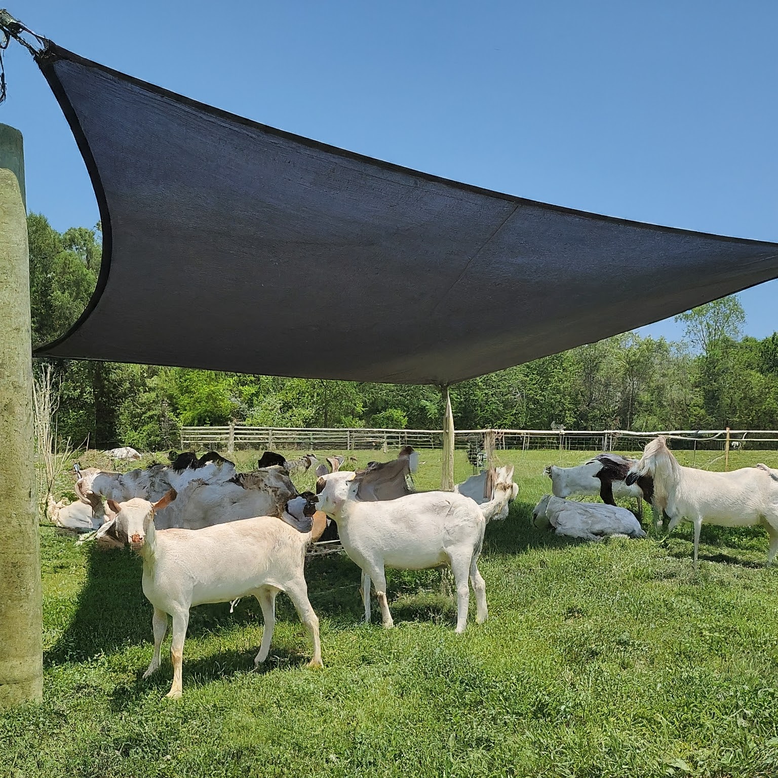 The Importance of Shade Structures in Livestock Farming - Neesaun ...